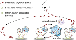 The Lifecycle of Legionella - The impact on detection and Legionnaires ...